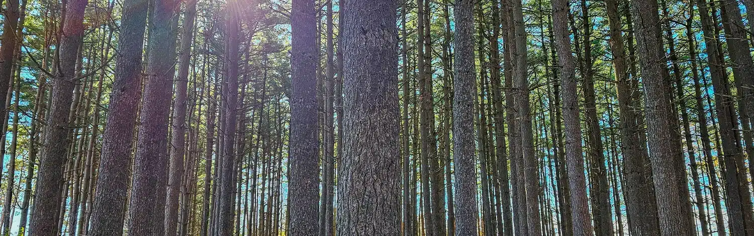 Rock Springs Conservation Area | Nature Trails & Wildlife in Decatur ...